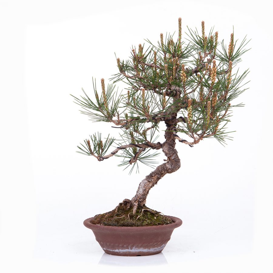 Nadelbäume Archive - Bonsai-Werkstatt